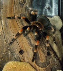 Brachypelma hamorii :: Effy Merillis - chov
